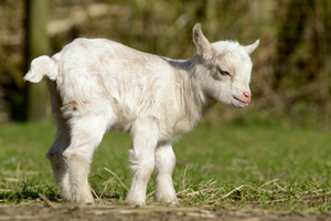 Tierkinder – Frühling auf dem Bauernhof - Bauernhofurlaub.de Magazin